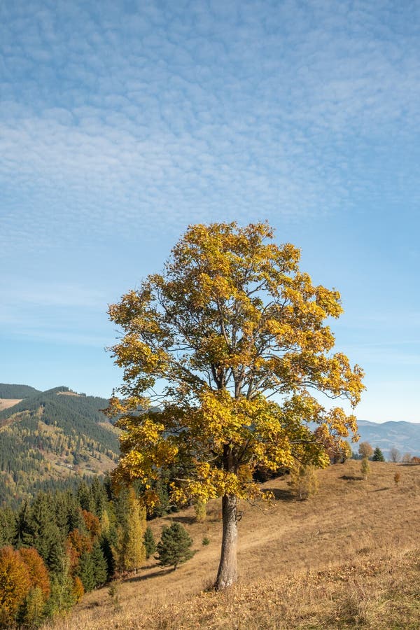 Colorful Autumn Trees in the Mountains. Autumn Mountain Forest ...