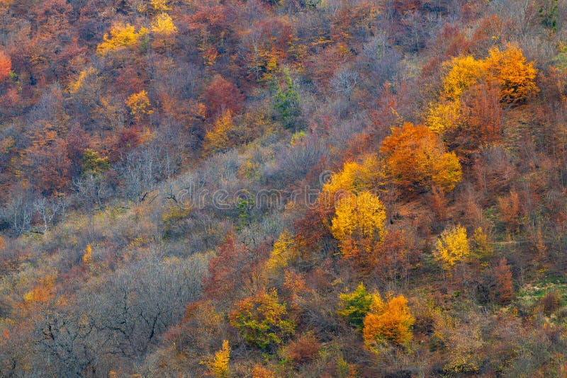 Colorful Autumn Trees on a Mountainside. Nature Wallpaper Stock Image ...