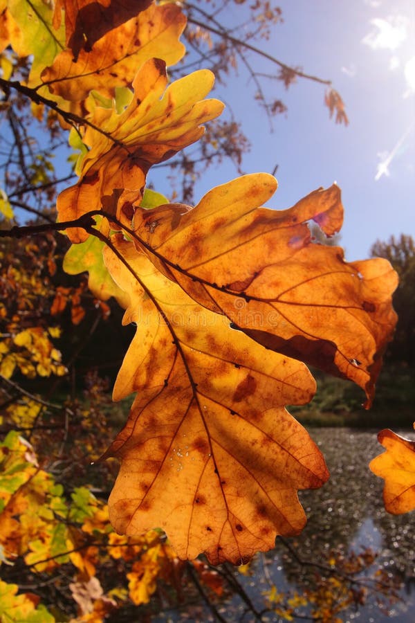Colorful Autumn Trees Oak in Park, Rays of the Sun Stock Image - Image ...