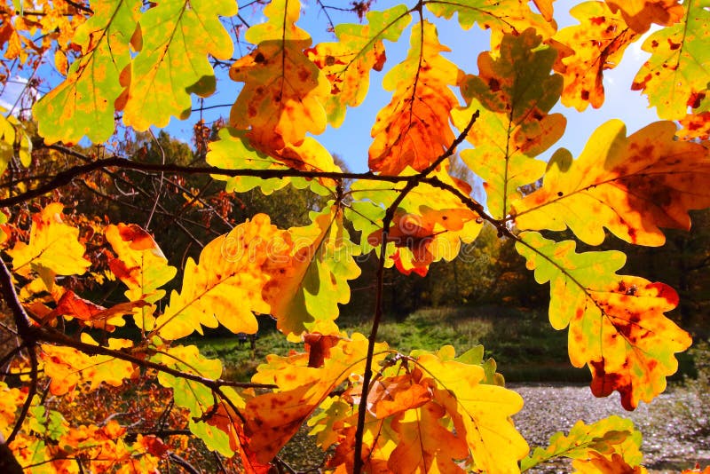 Colorful Autumn Trees Oak in Park, Rays of the Sun Stock Image - Image ...