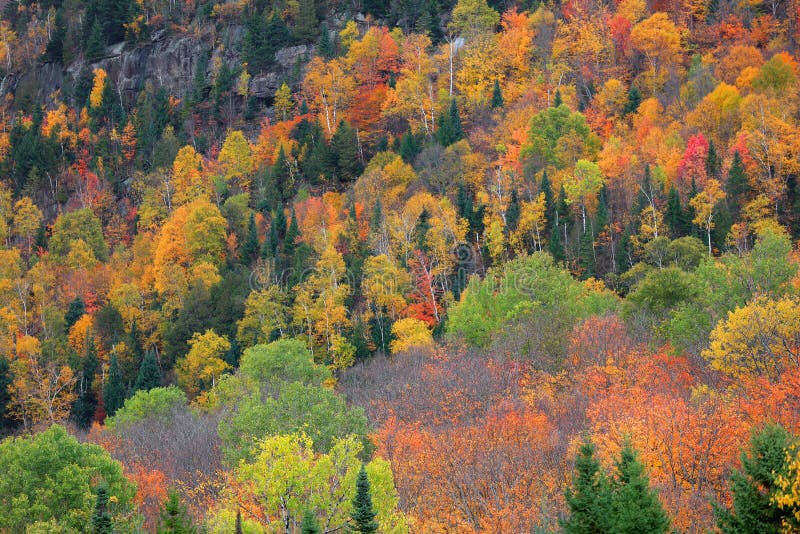 Colorful Autumn Trees in Quebec Stock Photo - Image of road, misty ...