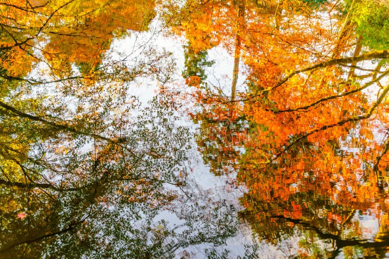 Colorful Autumn Trees Reflected in Water. Stock Photo - Image of rural ...