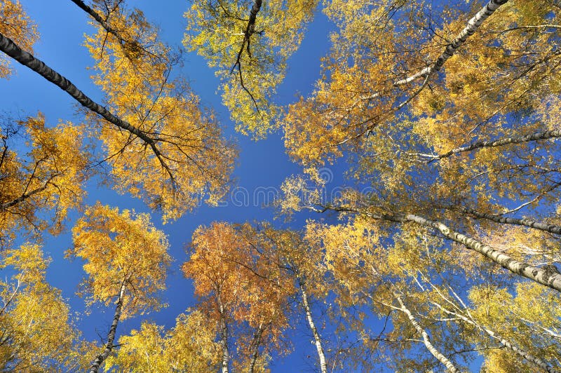 Colorful Autumn Trees Seen from Down Stock Photo - Image of evanescence ...
