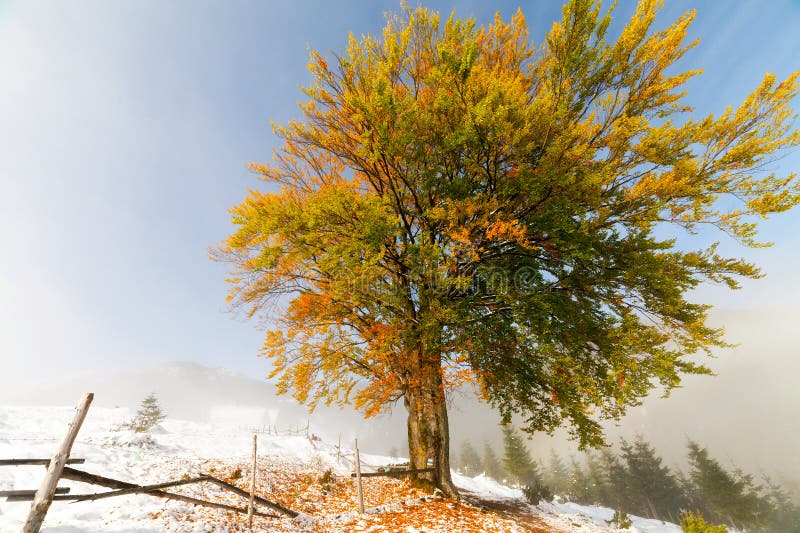 Colorful Autumn Trees with Snow Stock Image - Image of morning, country ...