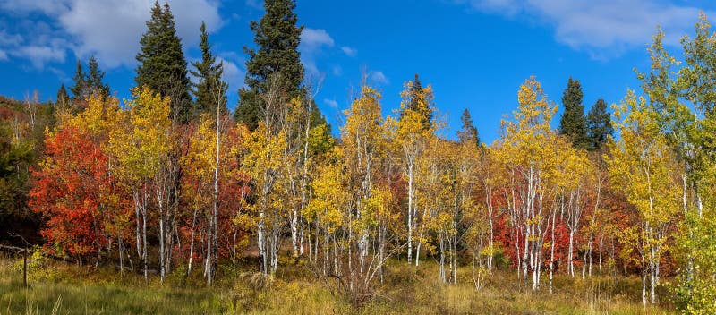 Colorful Autumn Landscape stock photo. Image of bush, forest - 3675492