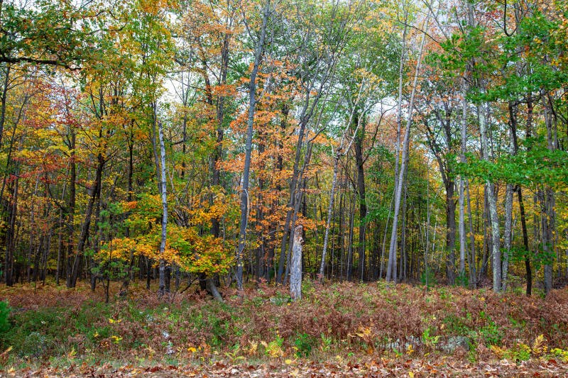 Colorful Autumn Trees in Wisconsin on a Cloudy October Day Stock Image ...