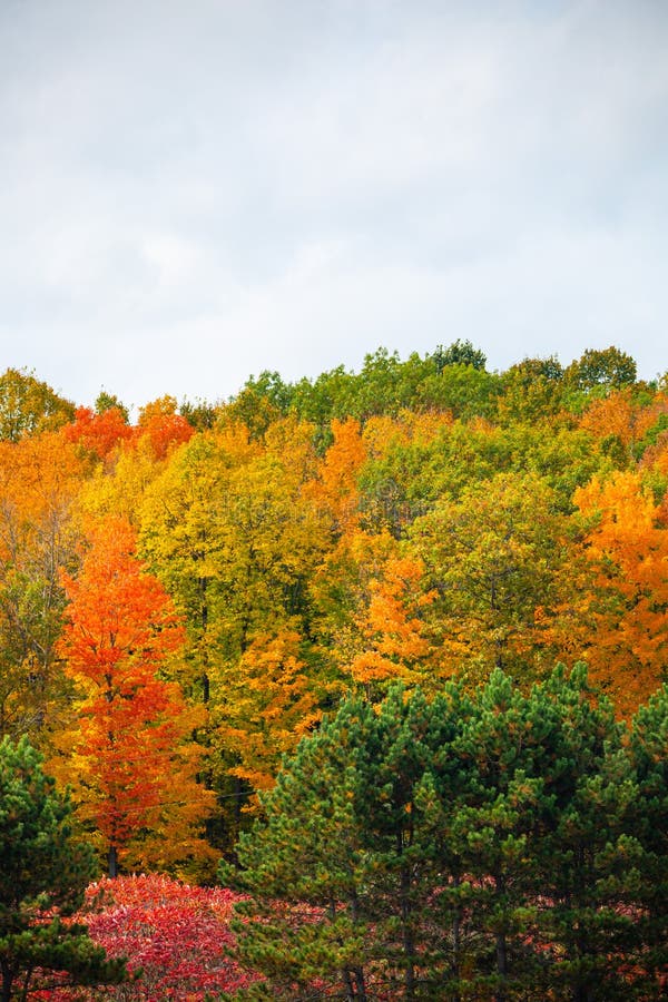 Colorful Autumn Trees in Wisconsin with Copy Space Stock Photo - Image ...