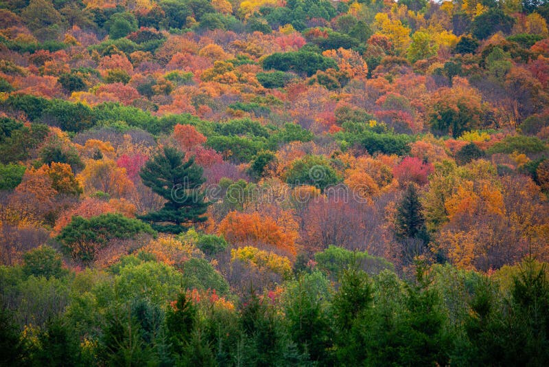 Colorful Autumn Trees on a Wisconsin Hillside in October Stock Image ...