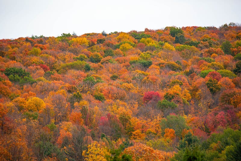 Colorful Autumn Trees on a Wisconsin Hillside in October Stock Image ...
