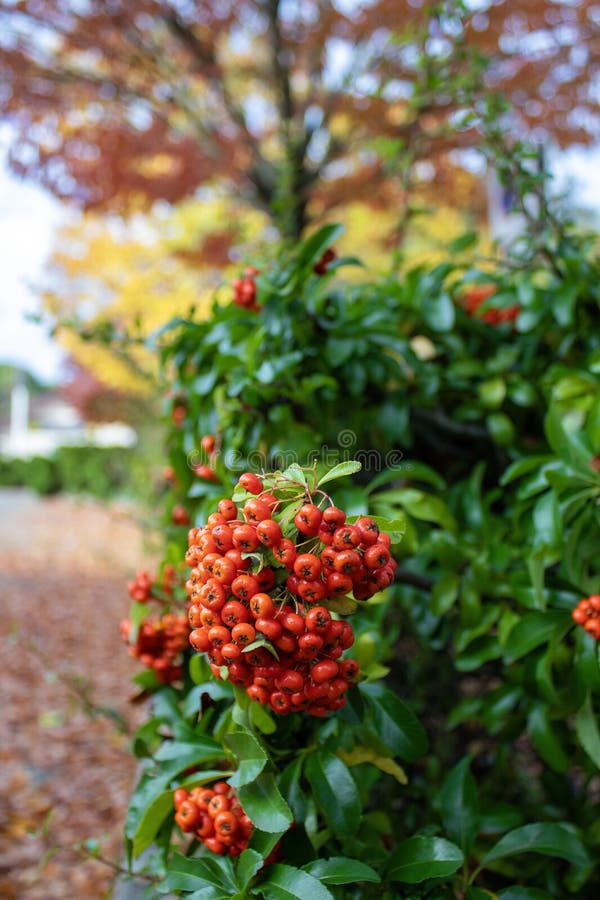 Colorful Autumn. View of Autumn Trees and Bushes Stock Image - Image of ...