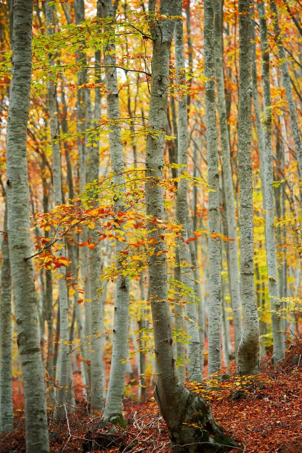 Colorful autumn woods stock image. Image of ecology, fantasy - 27918479