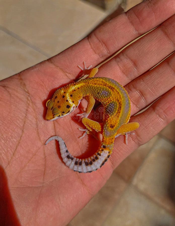 Colorful Baby Gecko on a Hand. Stock Image - Image of direct, sunlight ...