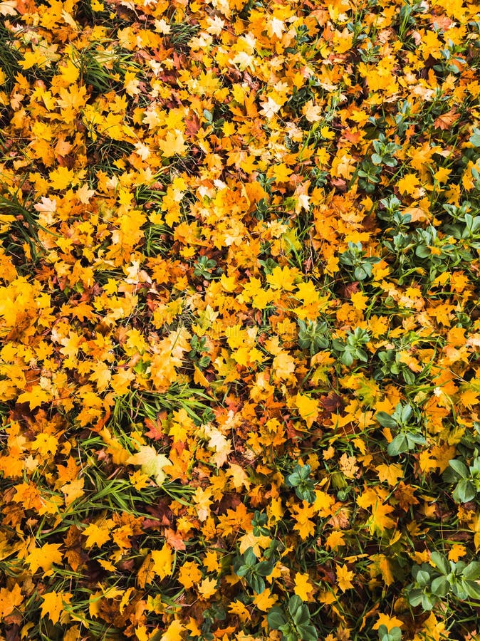 Colorful Background of Autumn Leaves, Vertical Photo Stock Image ...