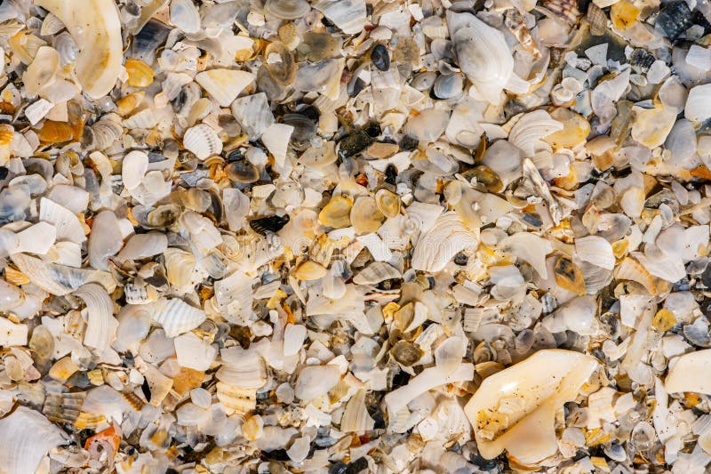 Colorful Background with Broken Sea Shells Stock Image - Image of ...