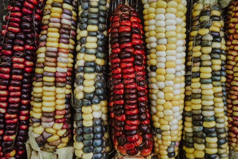 Colorful Background of Colored Cobs of Delicious Indian Corn, Home ...