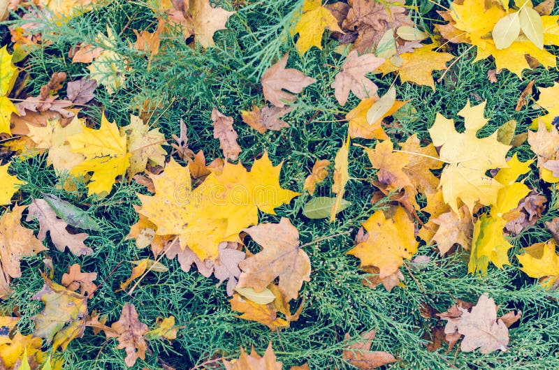 Colorful Background of Fallen Autumn Leaves Texture Stock Image - Image ...