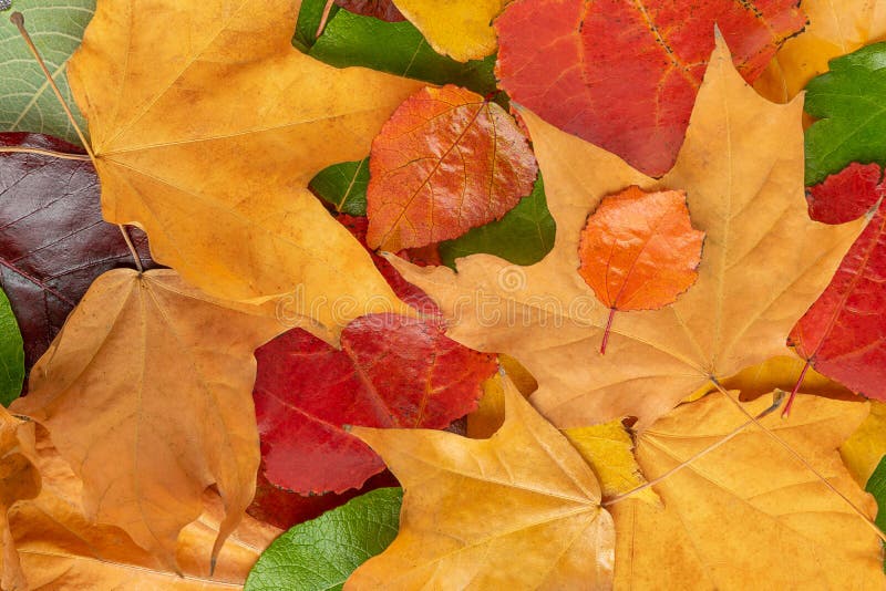 Colorful Background of Fallen Leaves. Top View. Stock Photo - Image of ...