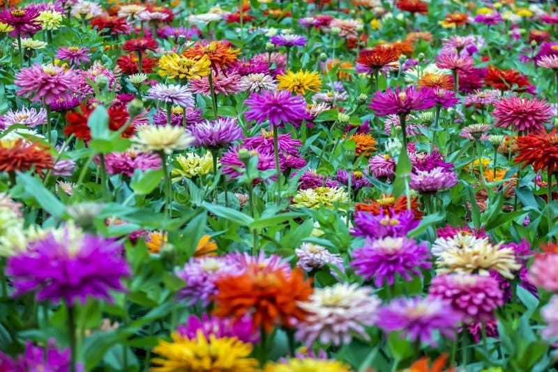 Colorful Background, Many Flowers of Different Blossoms Grows on One ...