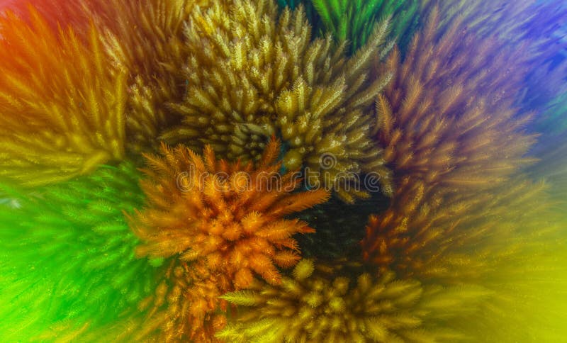 Colorful Background Pattern with Flashy Design Stock Image - Image of ...