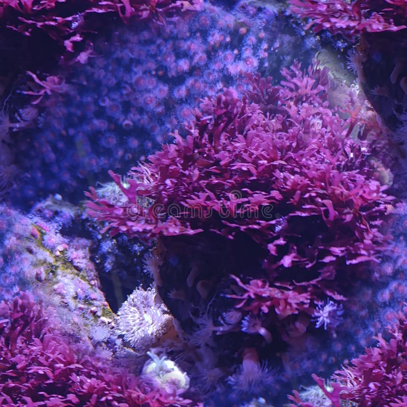 Colorful Background. Colorful Plants and Microorganisms in the Aquarium ...