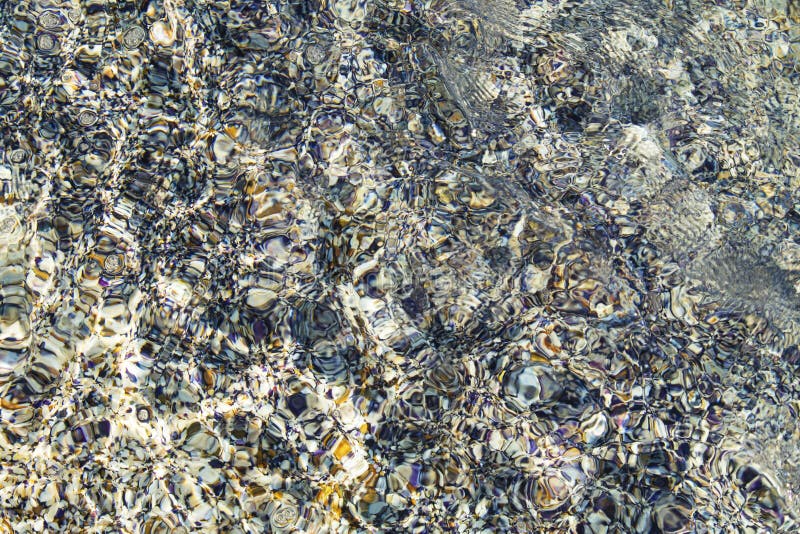 Seashells under water. stock photo. Image of underwater - 43712954