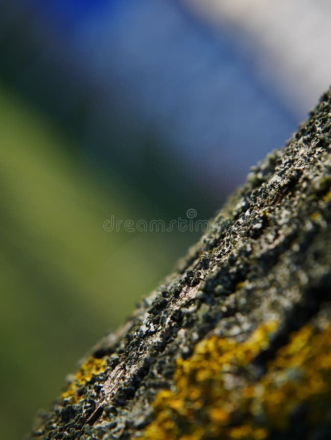 Colorful Background with Shining Tree Bark Stock Image - Image of ...