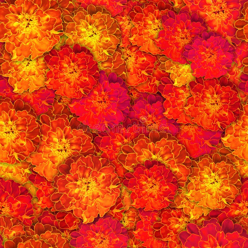 Colorful Background with Tagetes Patula Flower. Seamless Pattern Stock ...