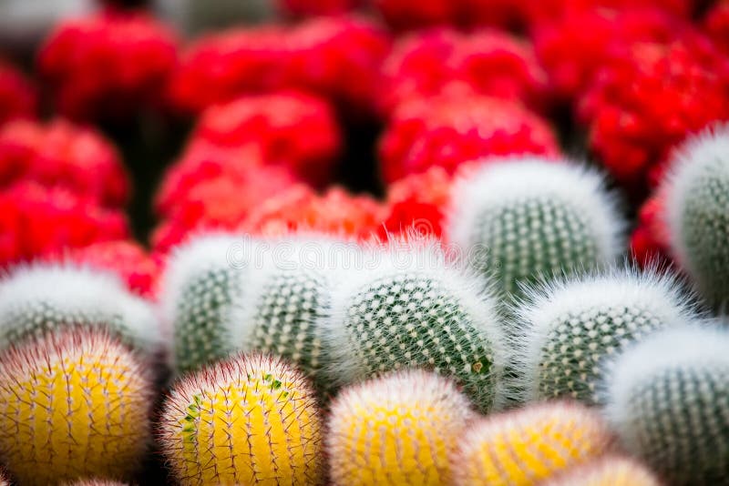 Colorful ball cactus stock photo. Image of cereus, tropical - 70196606