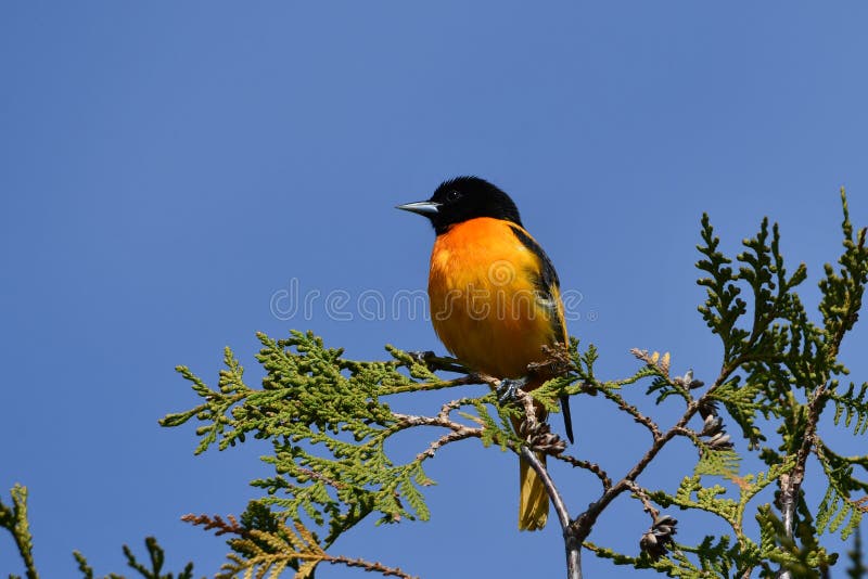 Colorful Baltimore Oriole Male Bird Stock Image - Image of markings ...