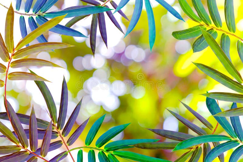Colorful Bamboo Leaves Pattern for Summer or Spring Season Concept ...
