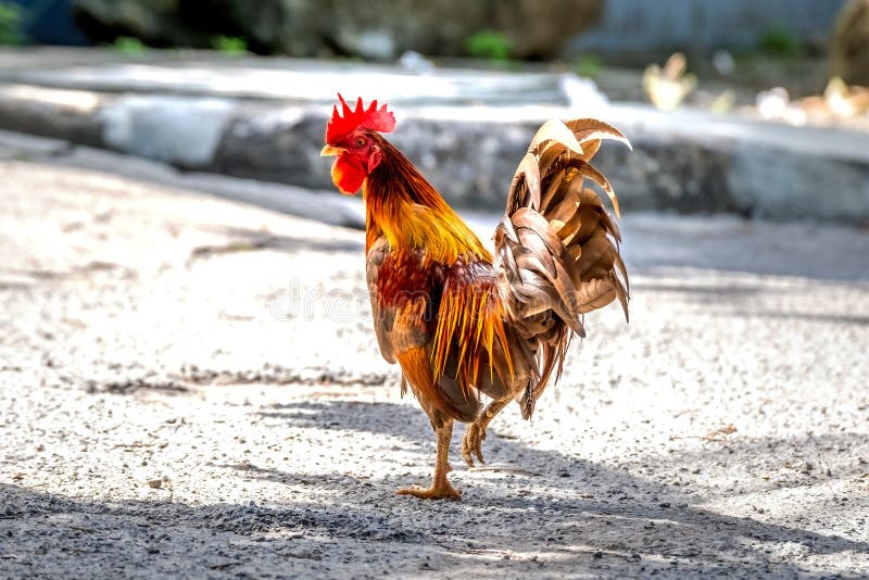 Colorful of the Bantam Chicken Stock Photo - Image of legs, nature ...