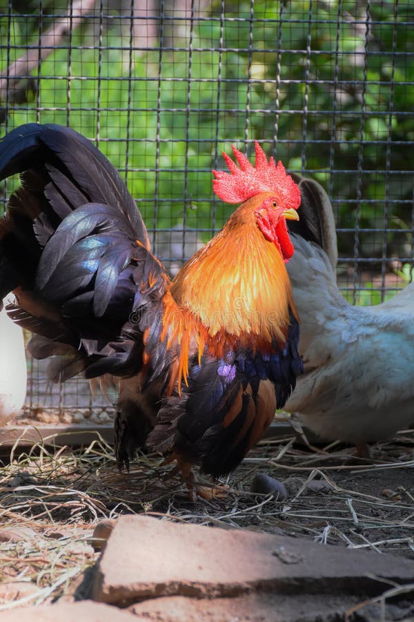 Colorful Bantam ,cock is in the Cage. Stock Image - Image of smart ...