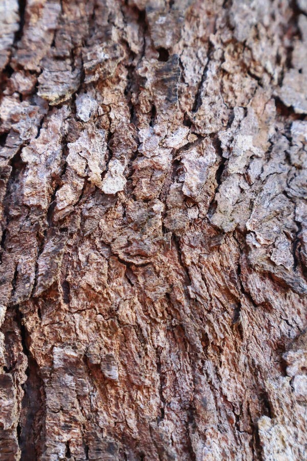 Colorful of the Bark for Background Stock Image - Image of background ...