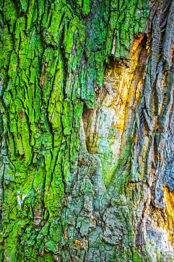 Colorful Bark of Old Oak Tree, Abstract Nature Background Stock Image ...