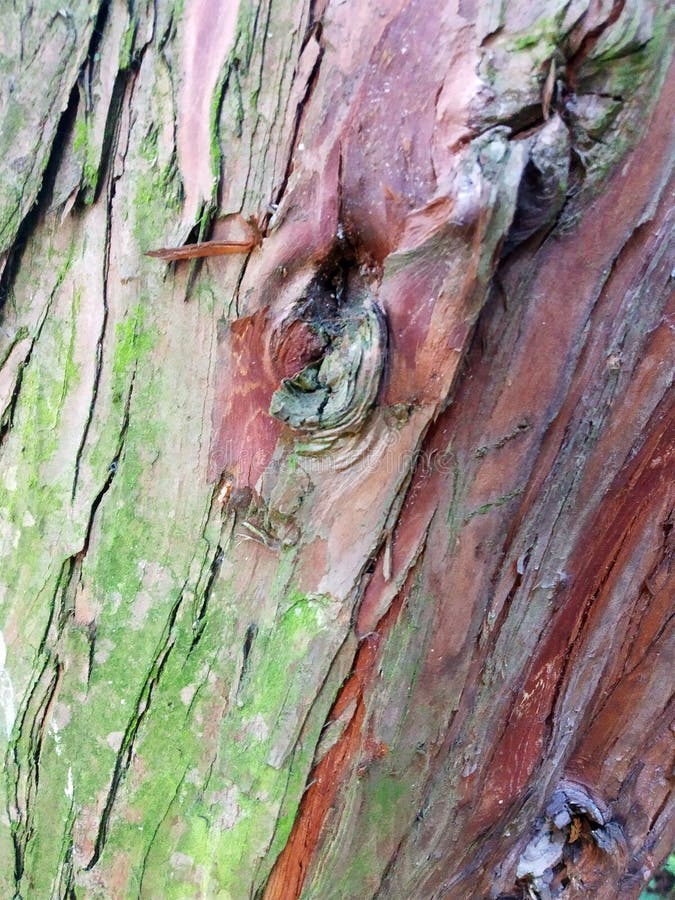Colorful Bark of Tree Close Up Stock Photo - Image of wood, backdrop ...