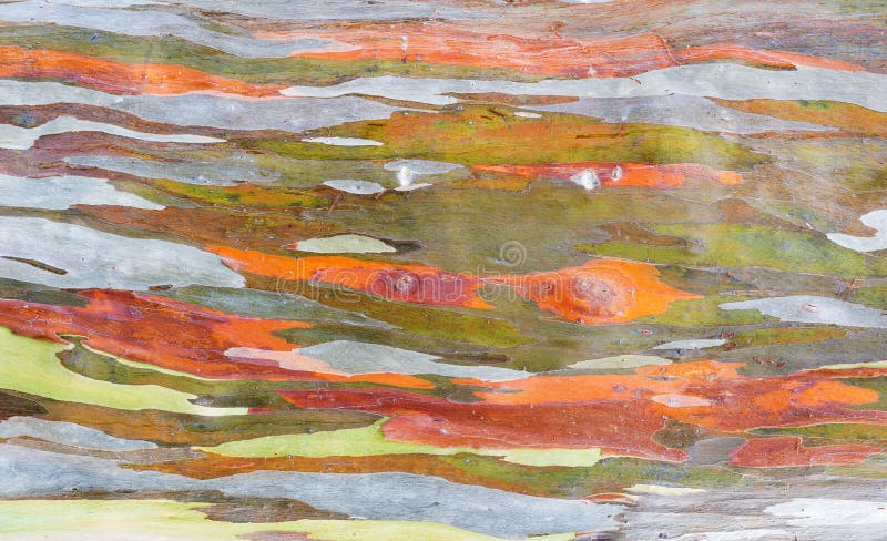 Colorful Bark of Tree Filled Stock Image - Image of tree, lumber: 48201127