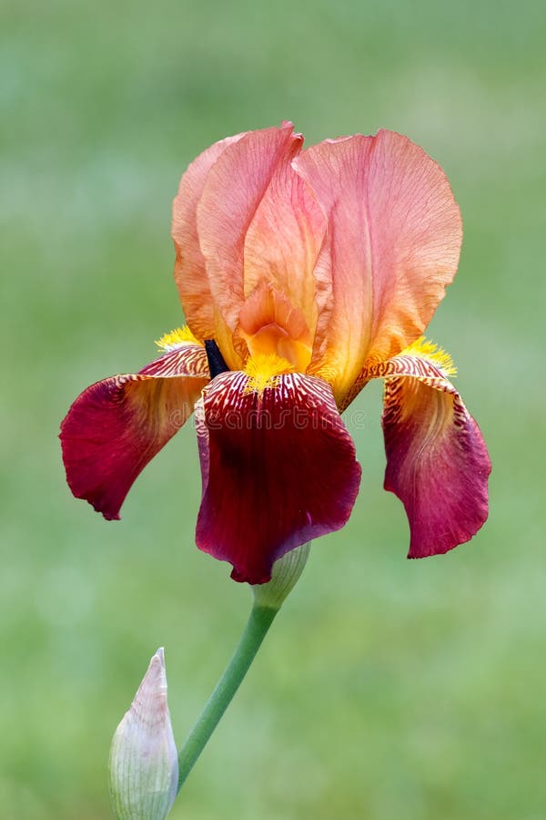 Colorful Bearded Iris Flower Stock Image - Image of lawn, nature: 31252843