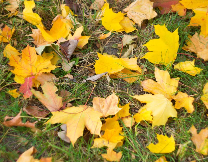 Autumn Leaves on the Ground Stock Photo - Image of natural, background ...