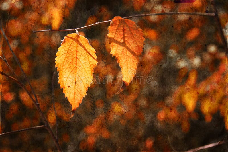 Colorful Beautiful Autumn Leaves on Tree Branch with Texture Overlay ...