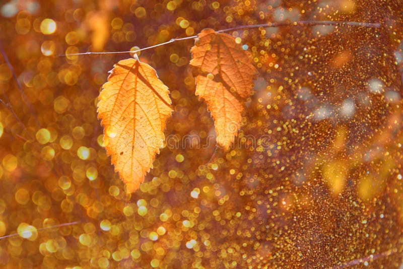 Colorful Beautiful Autumn Leaves on Tree Branch with Texture Overlay ...