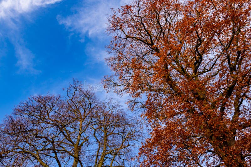 Colorful and Beautiful Autumn Tree during the Fall Season from Below ...