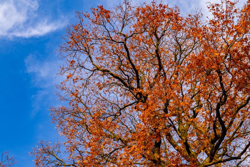 Colorful and Beautiful Autumn Tree during the Fall Season from Below ...