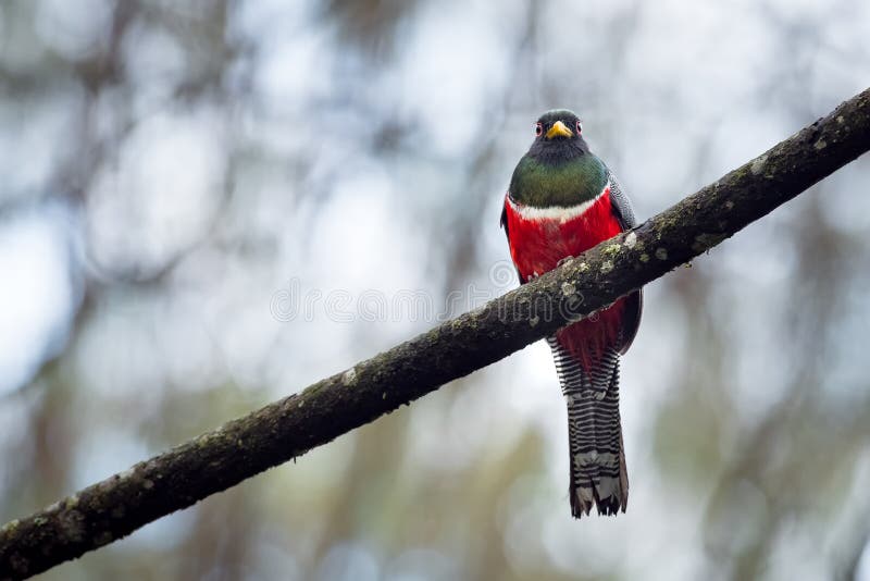 Colorful and Beautiful Bird Looking Straight Ahead from a Tree Branch ...