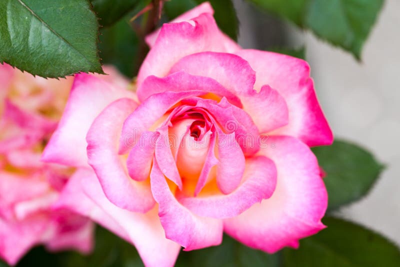 Colorful, Beautiful, Delicate Rose Stock Image - Image of beauty ...