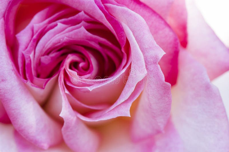 Colorful, Beautiful, Delicate Rose Stock Photo - Image of romance ...