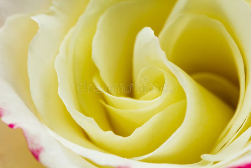 Colorful, Beautiful, Delicate Rose Stock Image - Image of rose, nature ...