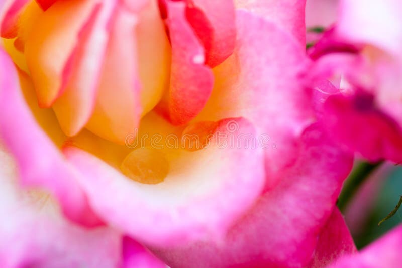 Colorful, Beautiful, Delicate Rose Stock Image - Image of pattern ...