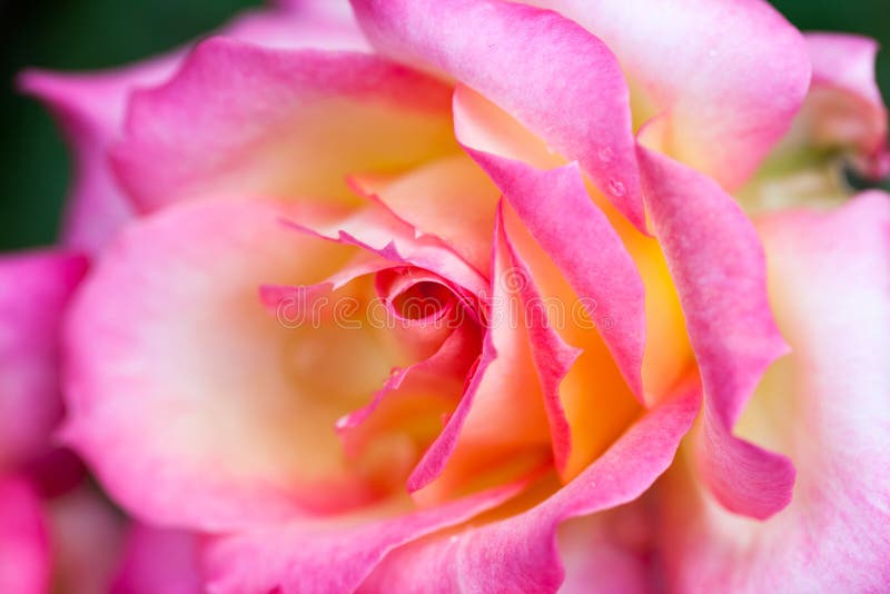 Colorful, Beautiful, Delicate Rose Stock Image - Image of pattern, gift ...