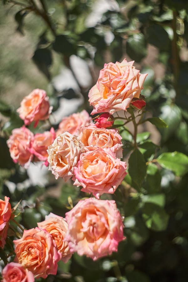 Colorful, Beautiful, Delicate Rose Stock Image - Image of bloom, floral ...