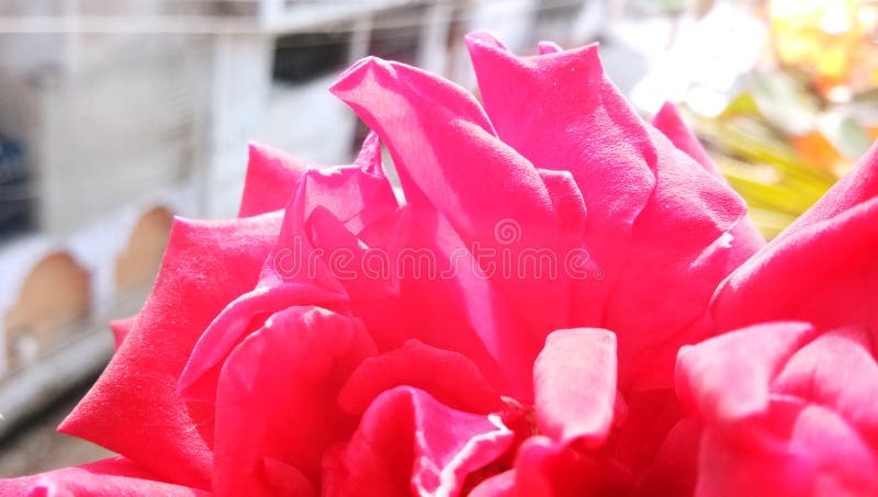 Colorful, Beautiful, Delicate Rose in the Garden Stock Image - Image of ...